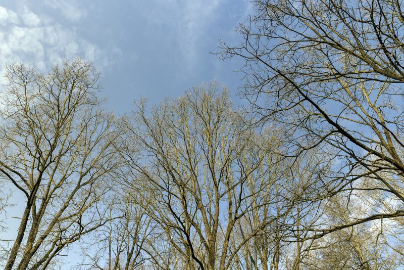 Trees of Different Varieties in the Spring Season Stock Image - Image ...