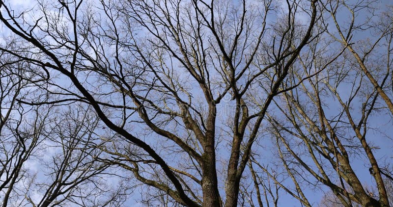 Trees of Different Varieties in the Spring Season , Bare Deciduous Trees Stock Footage - Video ...