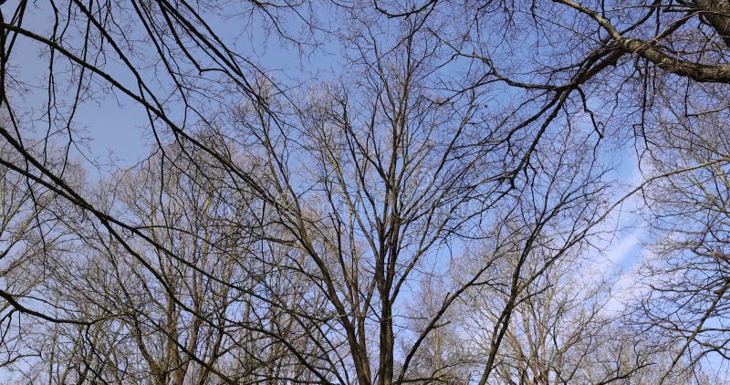 Trees of Different Varieties in the Spring Season , Bare Deciduous ...