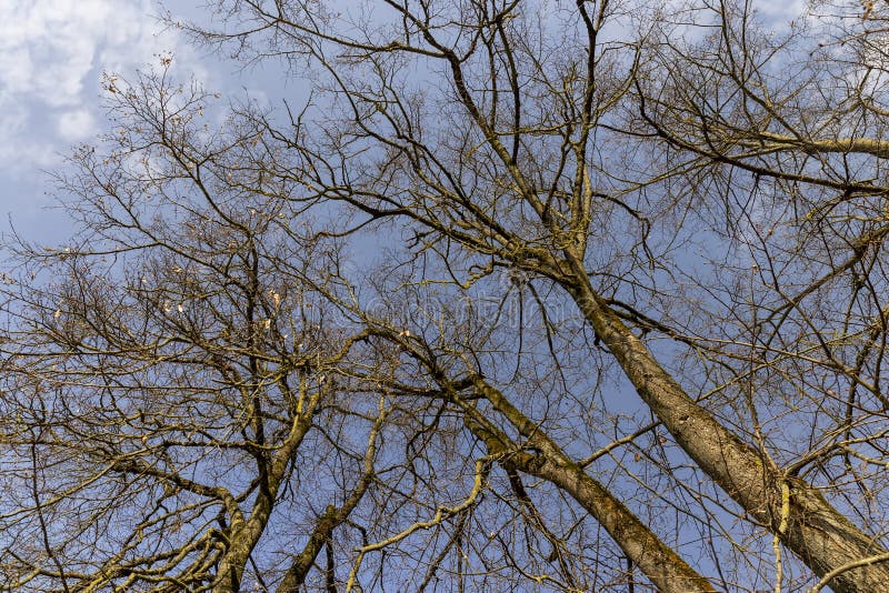 Trees of Different Varieties in the Spring Season Stock Image - Image ...