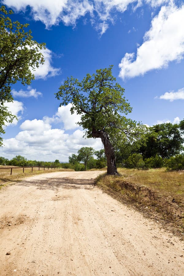 Trees on a Dirt Road stock image. Image of blue, dirt - 14193697