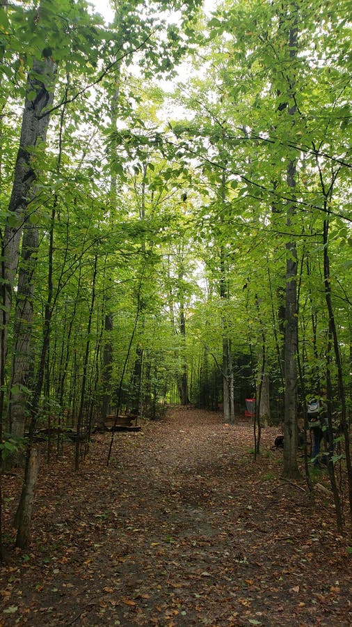 Trees at Disc Golf course stock photo. Image of trail - 160410680