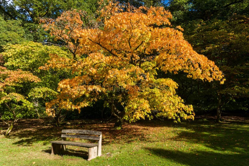 Trees Displaying Beautiful Autumn Fall Colors on a Sunny Day Stock ...