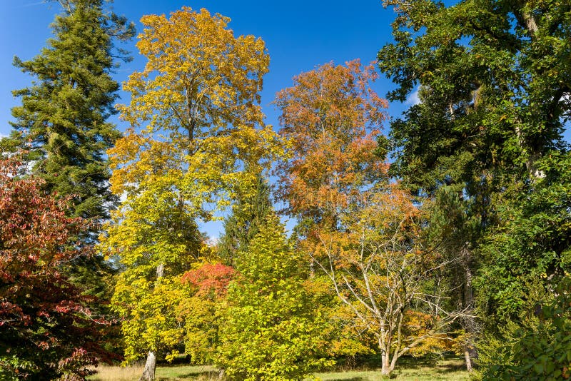 Trees Displaying Beautiful Autumn Fall Colors on a Sunny Day Stock ...