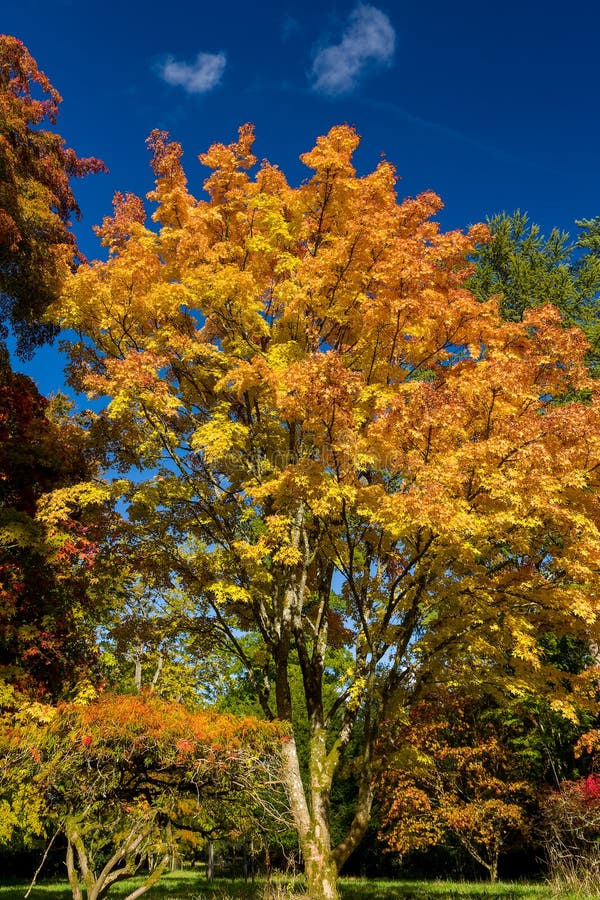 Trees Displaying Beautiful Autumn Fall Colors on a Sunny Day Stock ...