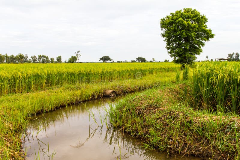 Trees with a ditch stock image. Image of farmland, ditch - 43037497