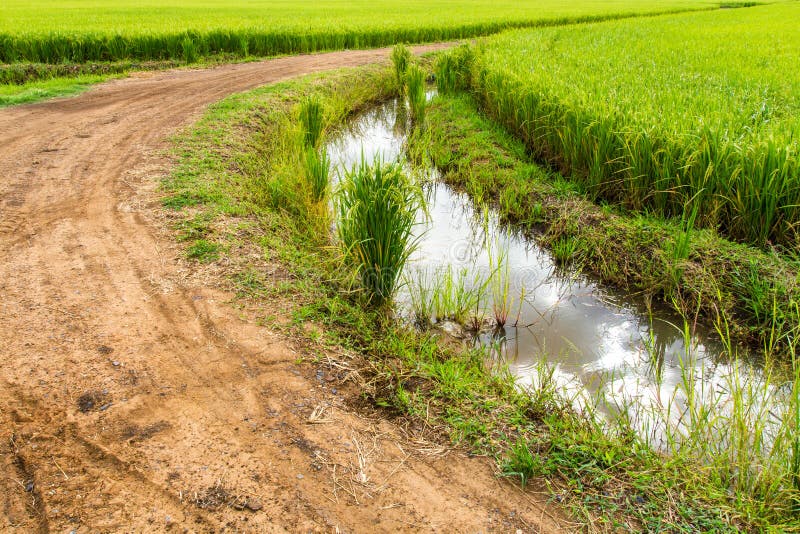Trees with a ditch stock image. Image of farmland, ditch - 43037497