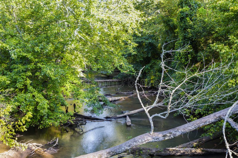Trees Cut Down and Prepared for Removal Stock Image - Image of pile ...