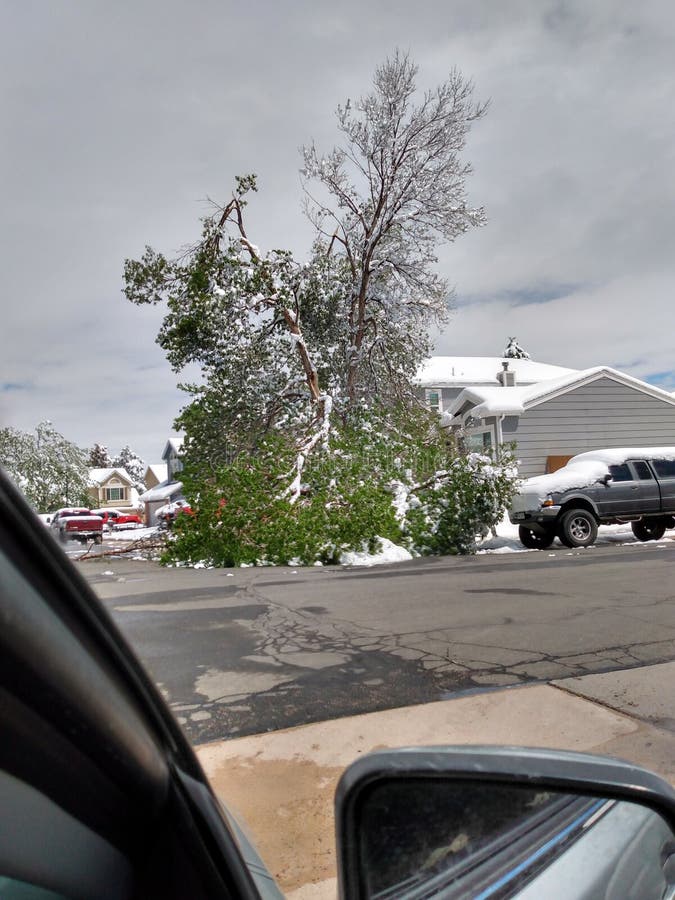Trees are down stock image. Image of driving, plant - 248060721
