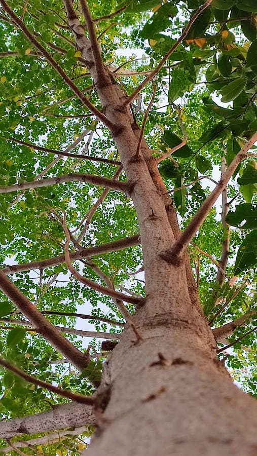Trees Down Up Low Angle View. Natural Background Stock Image - Image of ...