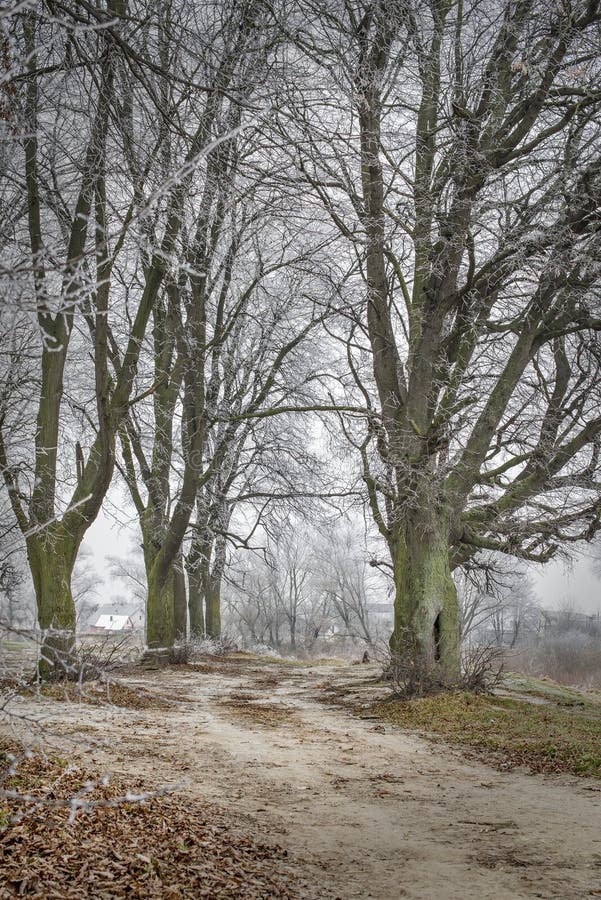 Trees Dropped Leaves Frozen Stock Photo - Image of light, gait: 49251674