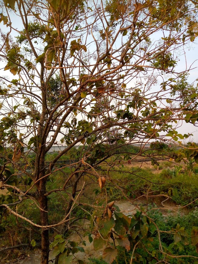 The Trees are Dry Due To the Long Dry Season Stock Image - Image of ...