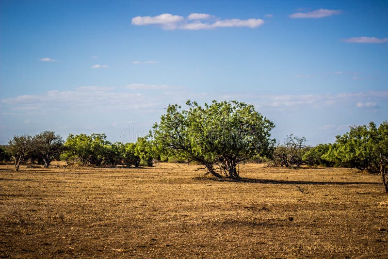 Trees in a dry environment stock photo. Image of trees - 179236230