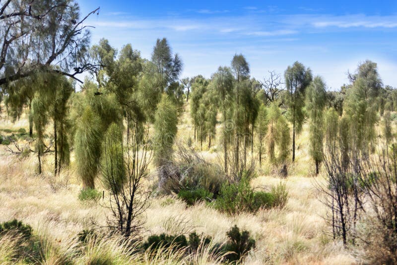 Trees and Dry Grass in Australian Outback Stock Photo - Image of blue ...