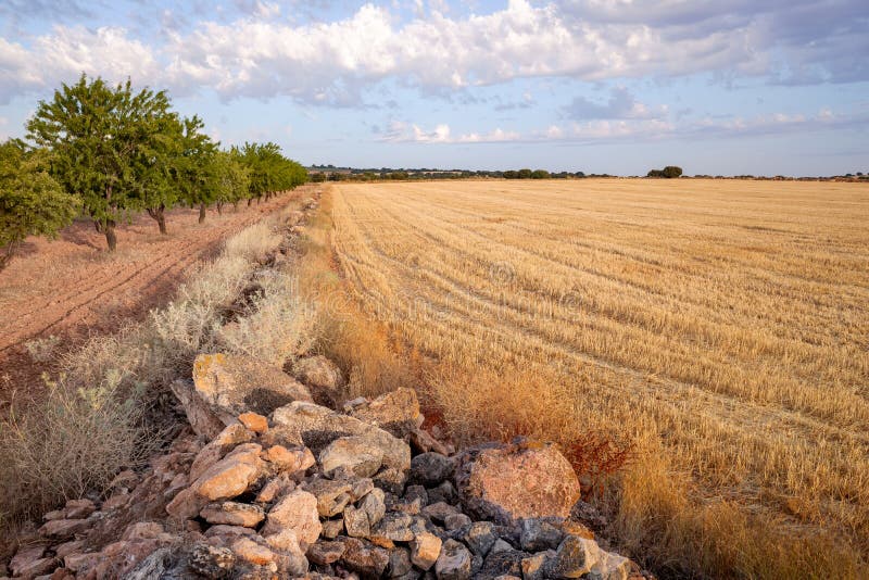 Trees in a Dry Land Cultivation of Almond Trees in Central Spain Stock ...