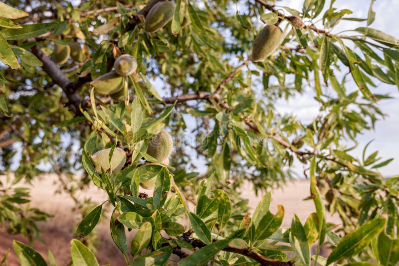 Trees in a Dry Land Cultivation of Almond Trees in Central Spain Stock ...
