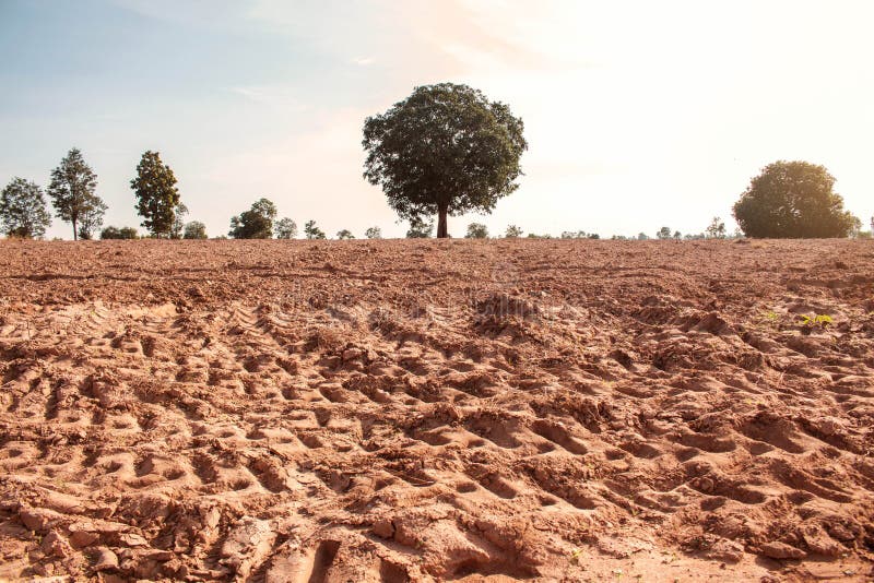 Trees on dry land. stock image. Image of landscapes, light - 94654593