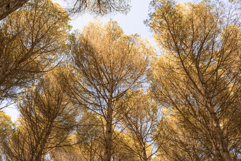 Trees with Dry Leaves in the Fall Season Stock Image - Image of pine ...