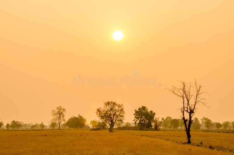 Trees in Dry Season on Sunrise Background in Thailand. Stock Photo ...