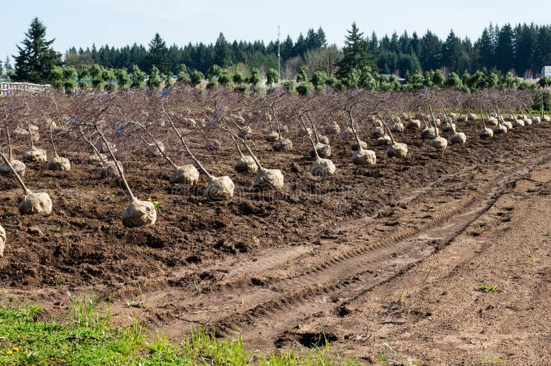 Trees Dug and Prepared To Ship Stock Image - Image of harvesting ...