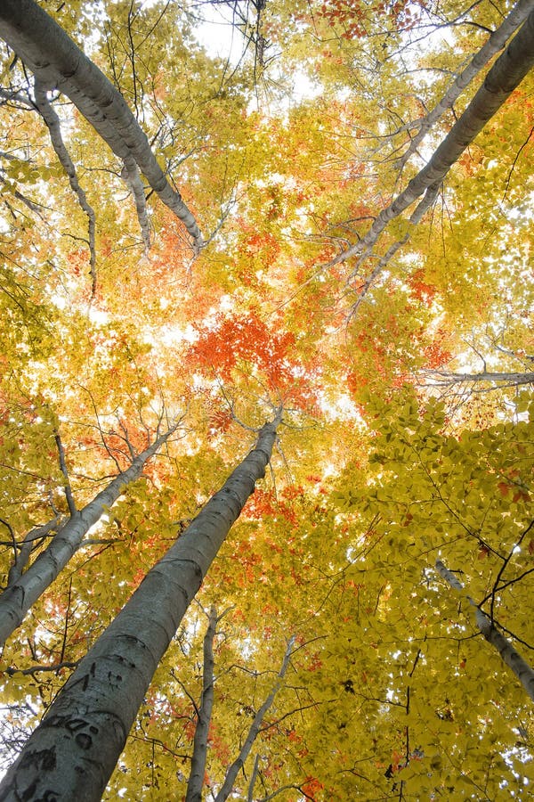 Trees in early autumn stock image. Image of colored, filtered - 26958439