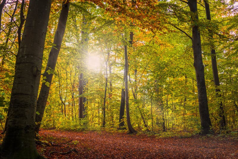 Trees in the early autumn stock photo. Image of background - 65776292