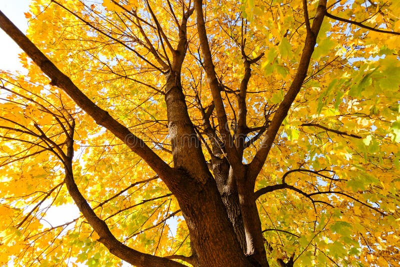 Trees in early autumn stock photo. Image of vegetation - 79329486