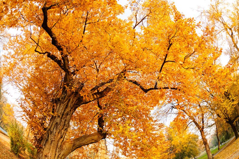 Trees in early fall stock photo. Image of vegetation - 79368662