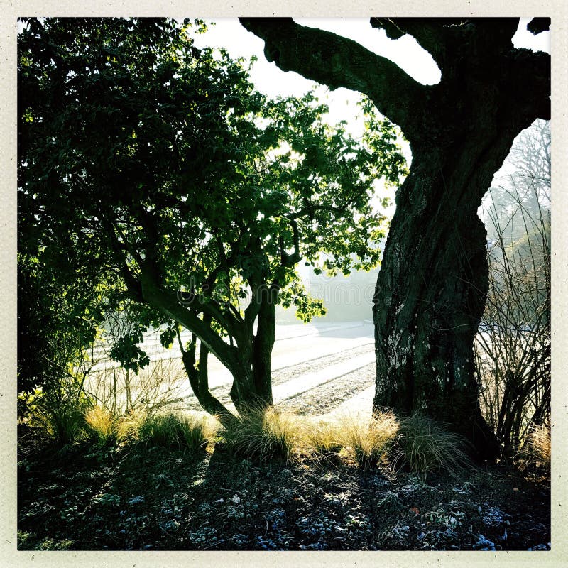 Trees early one morning stock image. Image of early, morninglight ...