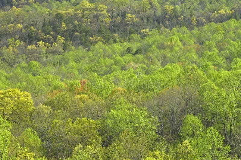 Spring, Trees, Fields stock image. Image of natural, cades - 45193