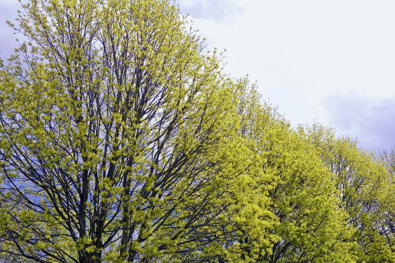 Early Spring at Maple Trees Forest Stock Image - Image of morning, sign ...