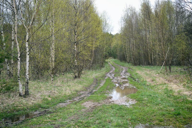 Trees in Early Spring. Early Spring by the Forest, Cloudy April ...