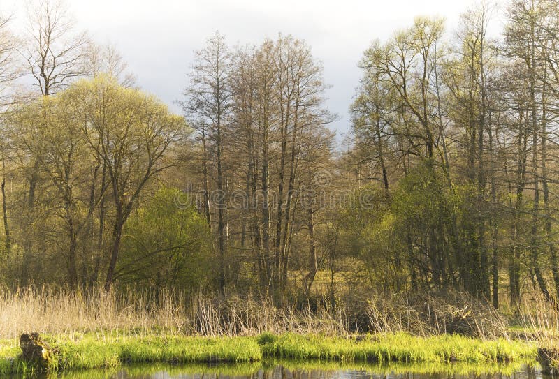 Trees in early spring stock image. Image of early, leaf - 70378939