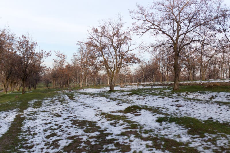Trees in Early Spring in Nature Stock Photo - Image of early, forest ...