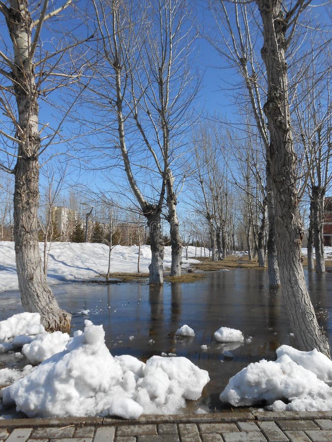 Trees in early spring stock image. Image of trees, snow - 39775825