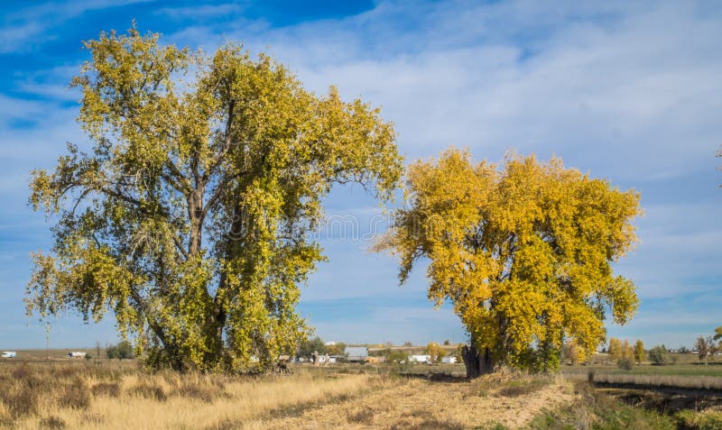 Trees in Eastern Colorado Fall Stock Photo - Image of colors, plains ...