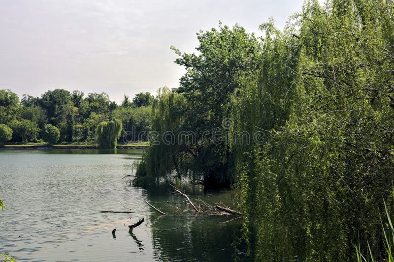 Trees by the Edge of a Basin and Their Reflections Casted in the Water ...