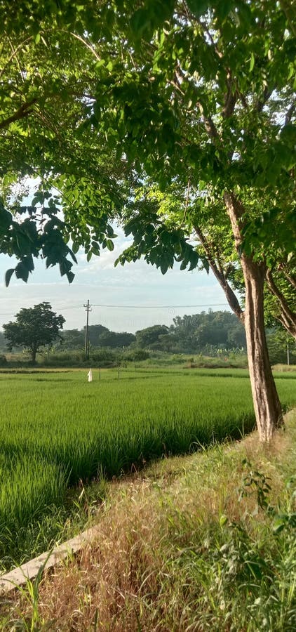 Trees on the Edge of Green Rice Fields Stock Image - Image of ...