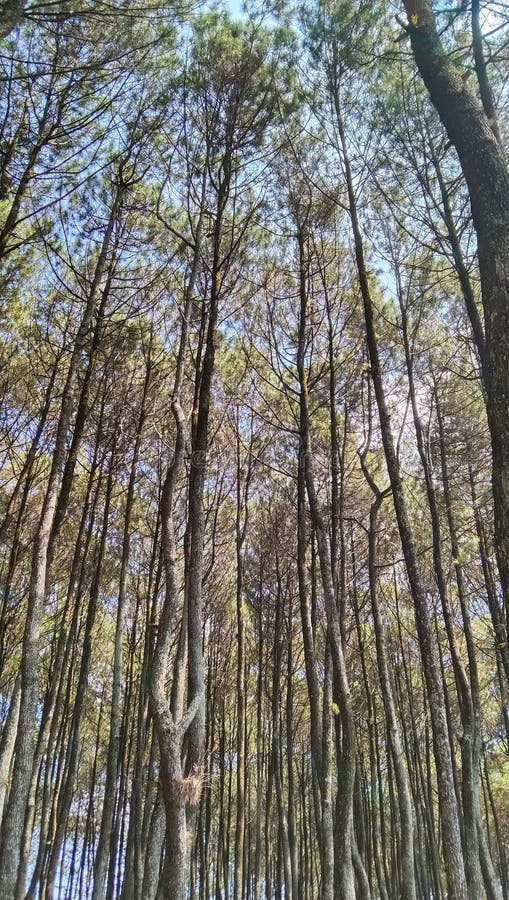 The Trees on the Edge of the Jungle by the Morning Sky Stock Photo ...