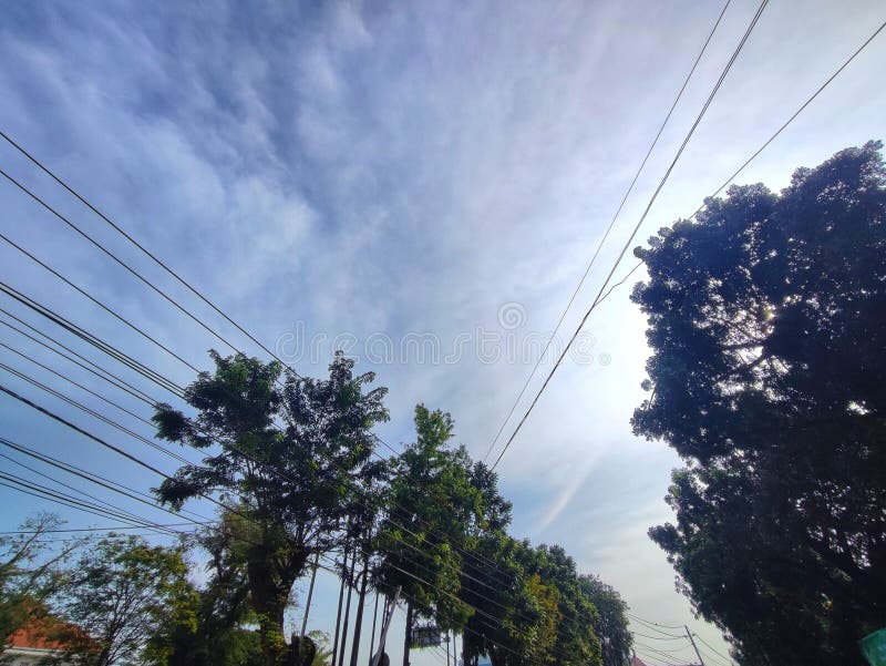 Trees among Electrical Cable Stock Photo - Image of flower, electrical ...