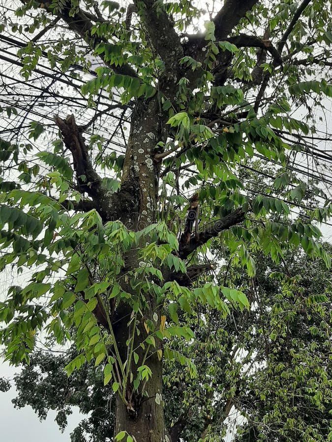 Trees and electricity stock photo. Image of beutifull - 261784196