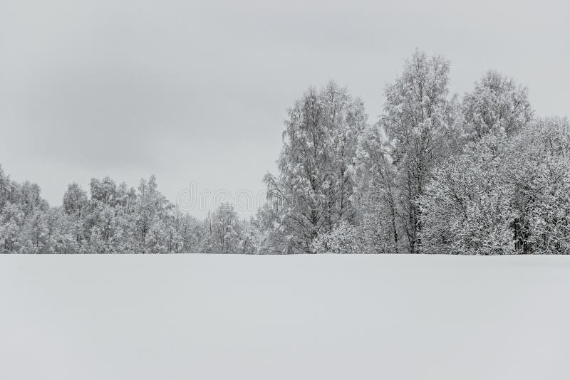 Trees and snow stock photo. Image of time, cold, background - 66318932
