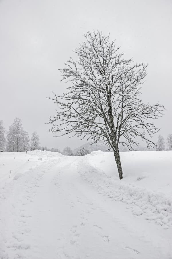 Trees in Empty Field with Snow at Winter Stock Photo - Image of cold ...