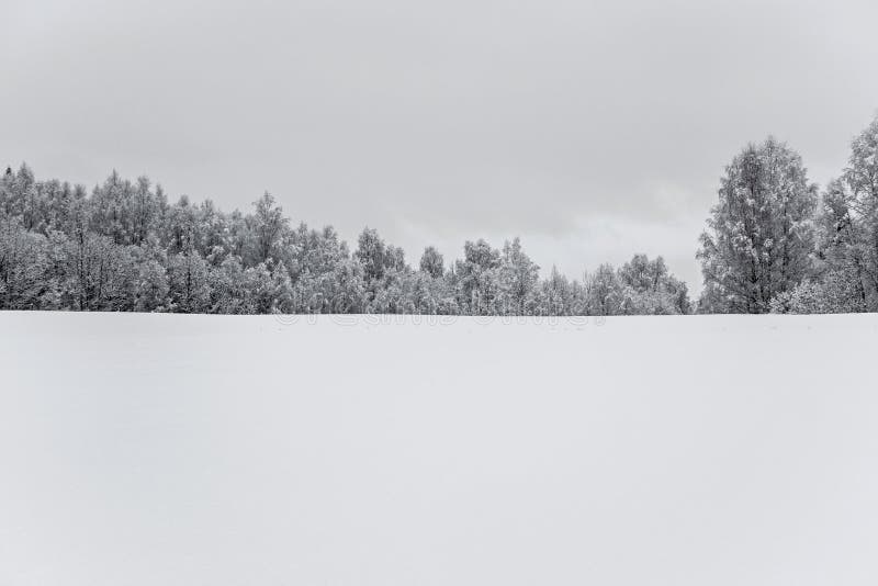 Trees in Empty Field with Snow at Winter Stock Photo - Image of forest ...