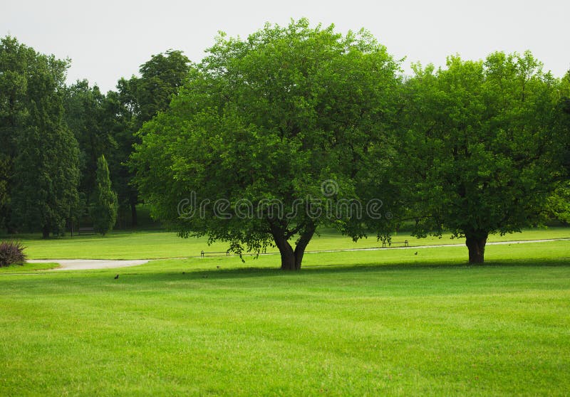 Trees on an Empty Green Lawn Stock Photo - Image of green, sunlight ...