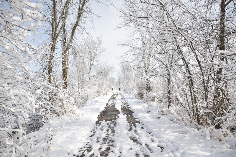 Trees and Empty Path Covered with Snow in Winter Stock Photo - Image of ...