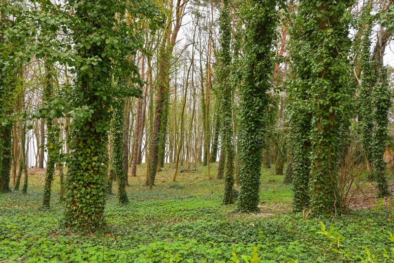 Trees Entwined with Common Ivy Stock Photo - Image of nature, common ...