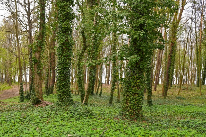 Two Trees Entwined into One in the Park Stock Image - Image of leaf ...