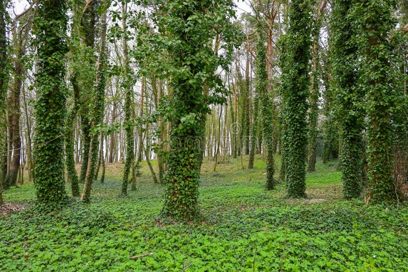 Two Trees Entwined into One in the Park Stock Image - Image of leaf ...