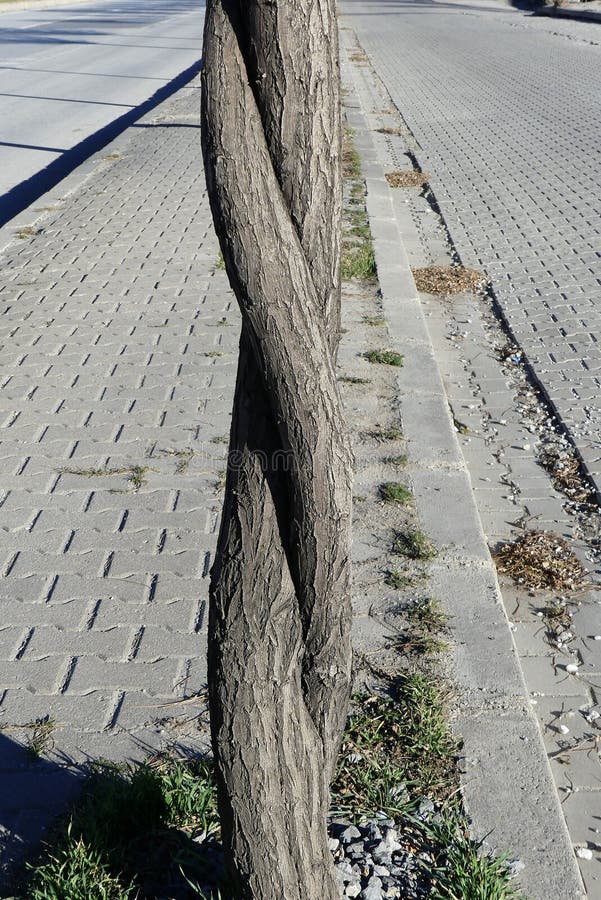 Trees Entwined and Growing by the Roadside, Trees Entwined Together ...